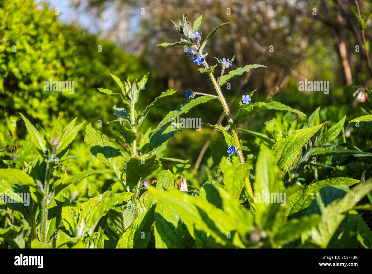 green alkanet, evergreen bugloss, alkanet (Pentaglottis sempervirens ...