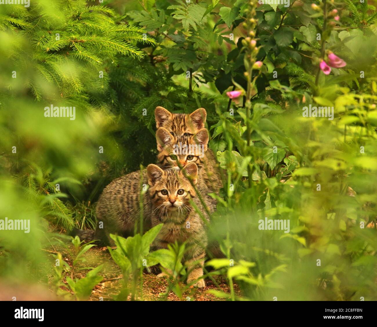 Kitties hi-res stock photography and images - Alamy