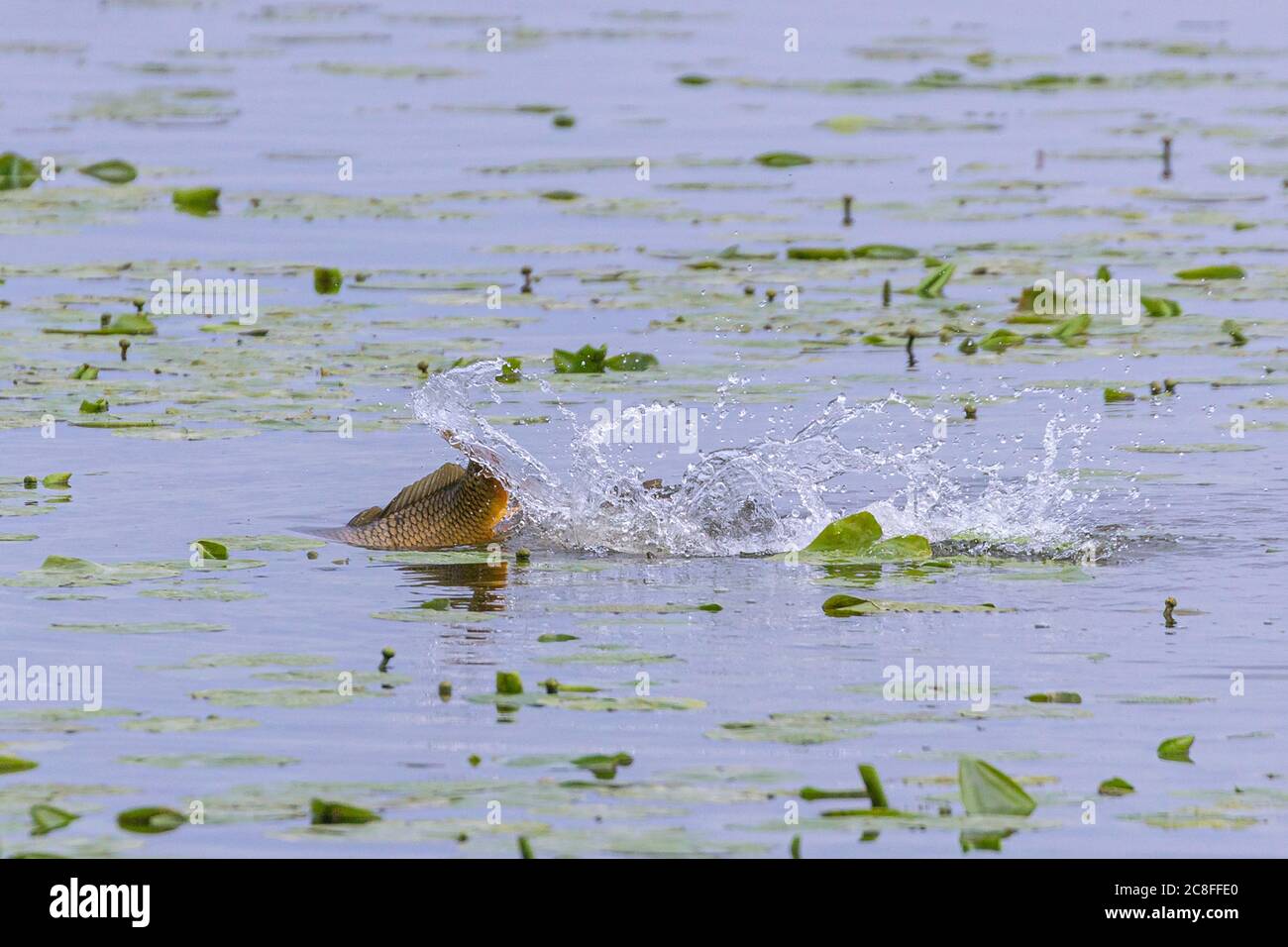 Carp lake hi-res stock photography and images - Alamy