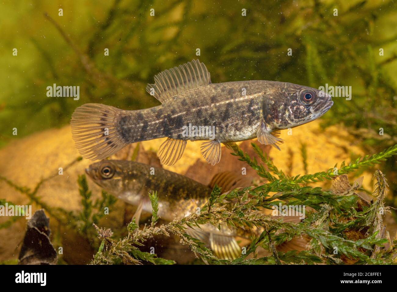 Umbra krameri hi-res stock photography and images - Alamy