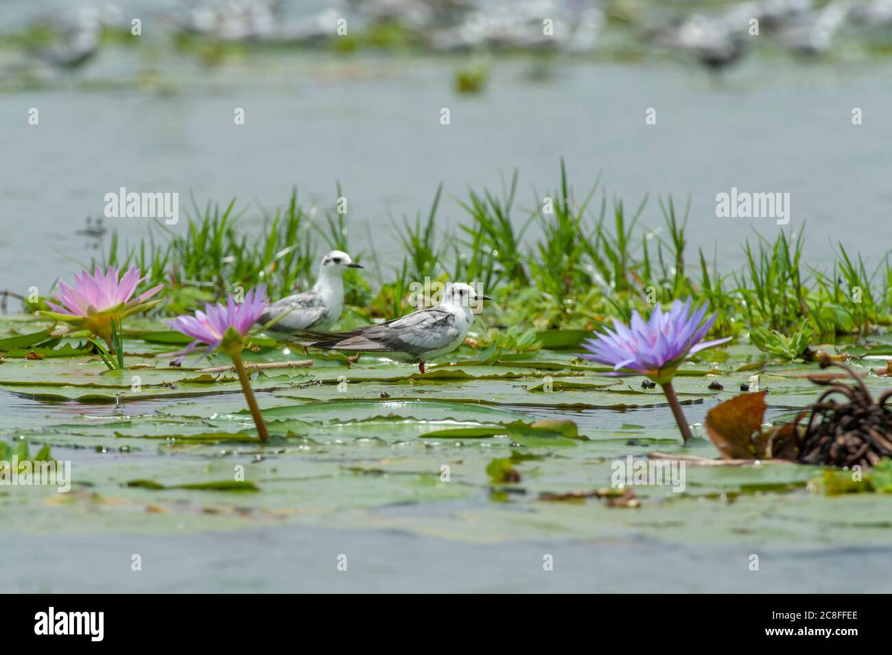 Blooms in the second year hi-res stock photography and images - Alamy