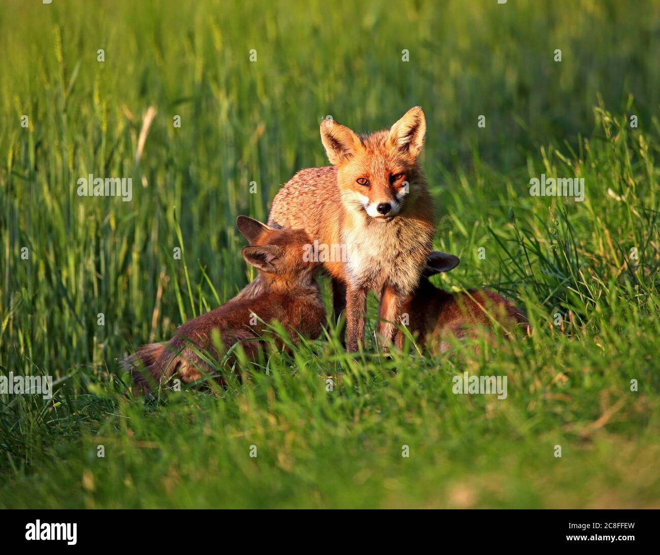 red fox (Vulpes vulpes), vixen nursing two fox cubs in a meadow at the ...