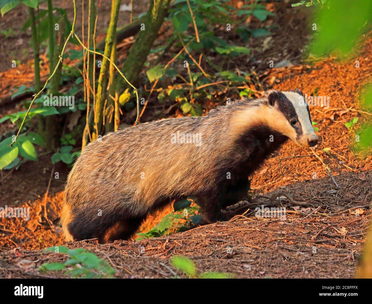 Old World badger, Eurasian badger (Meles meles), leaving its den in a ...