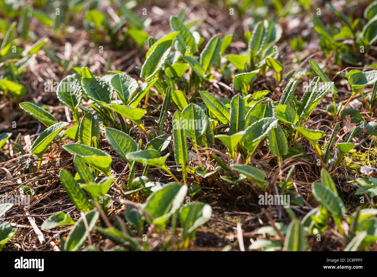 Common bistort, Meadow bistort (Polygonum bistorta, Bistorta ...