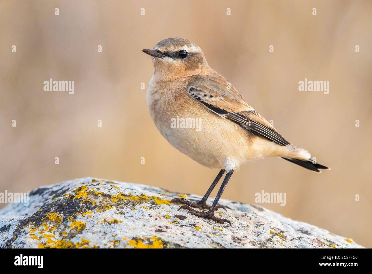 Greenland wheatear, northern wheatear, nordarctic northern wheatear ...