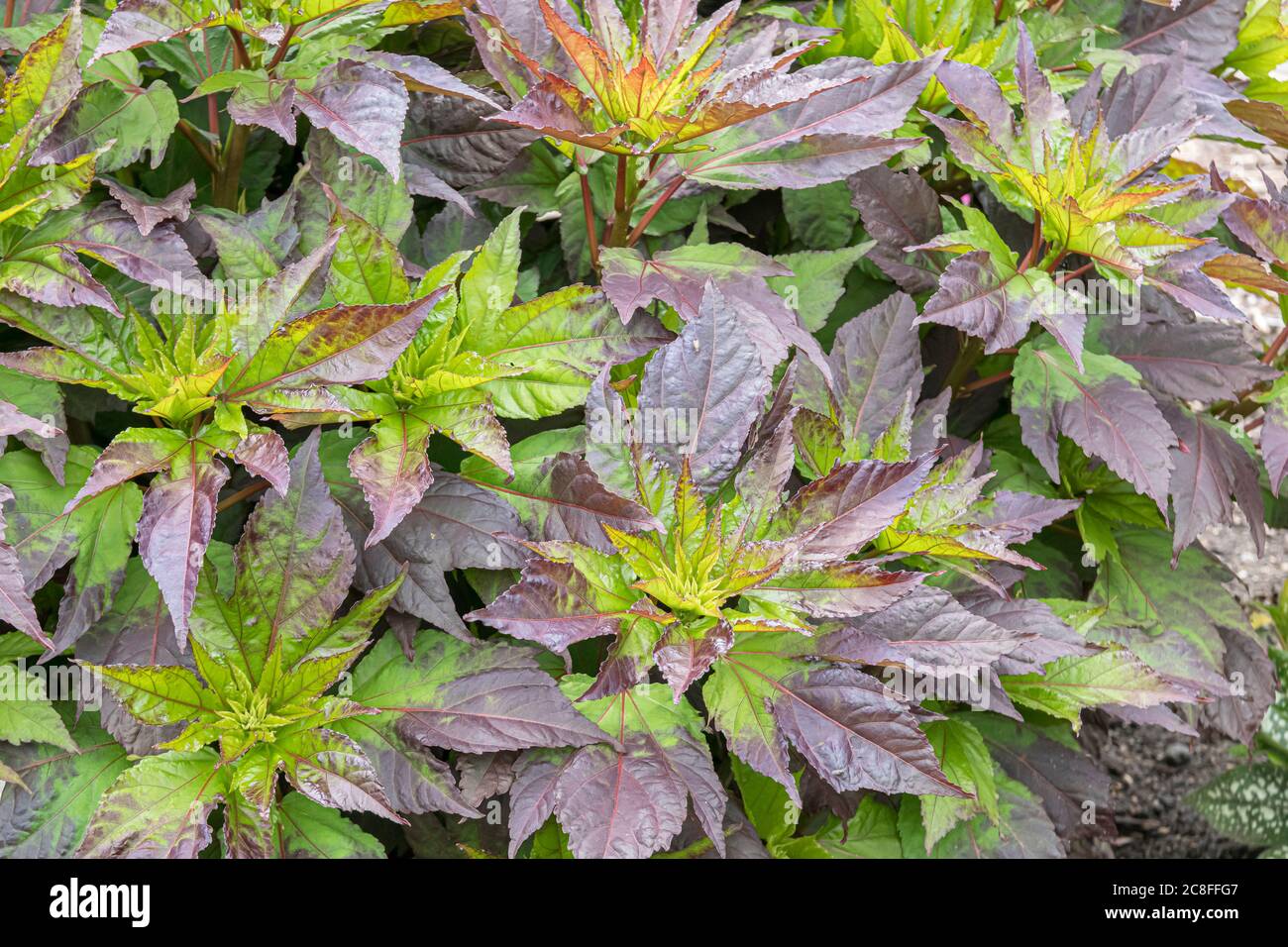 Hibiscus (Hibiscus 'Midnight Marvel', Hibiscus Midnight Marvel), leaves ...
