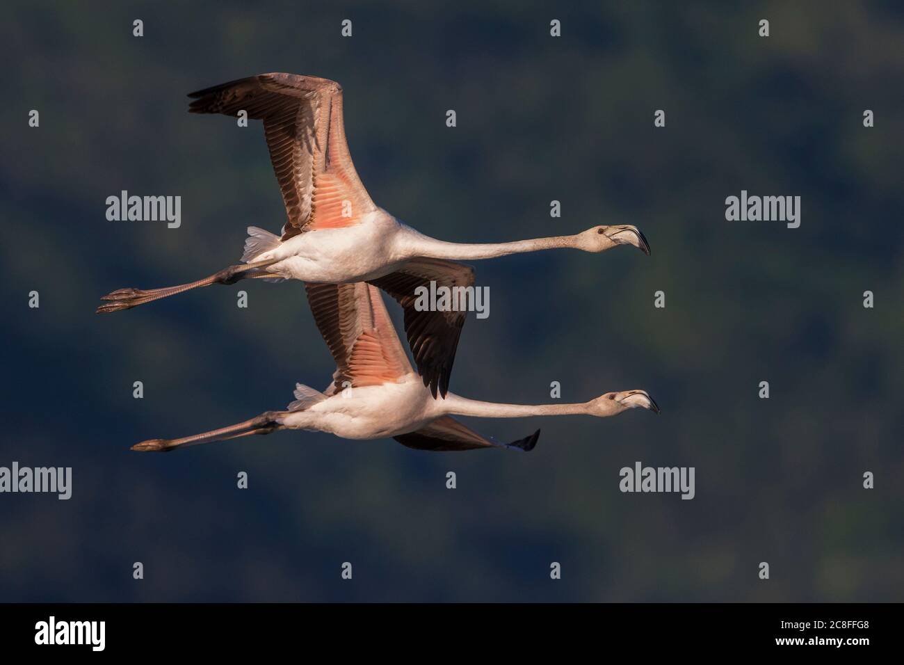 Flamingo fly wing bird hi-res stock photography and images - Alamy