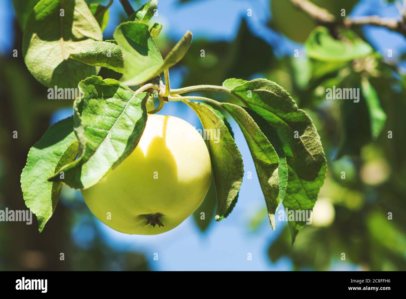 Fresh golden delicious apple fruits on tree branches. Harvest concept ...