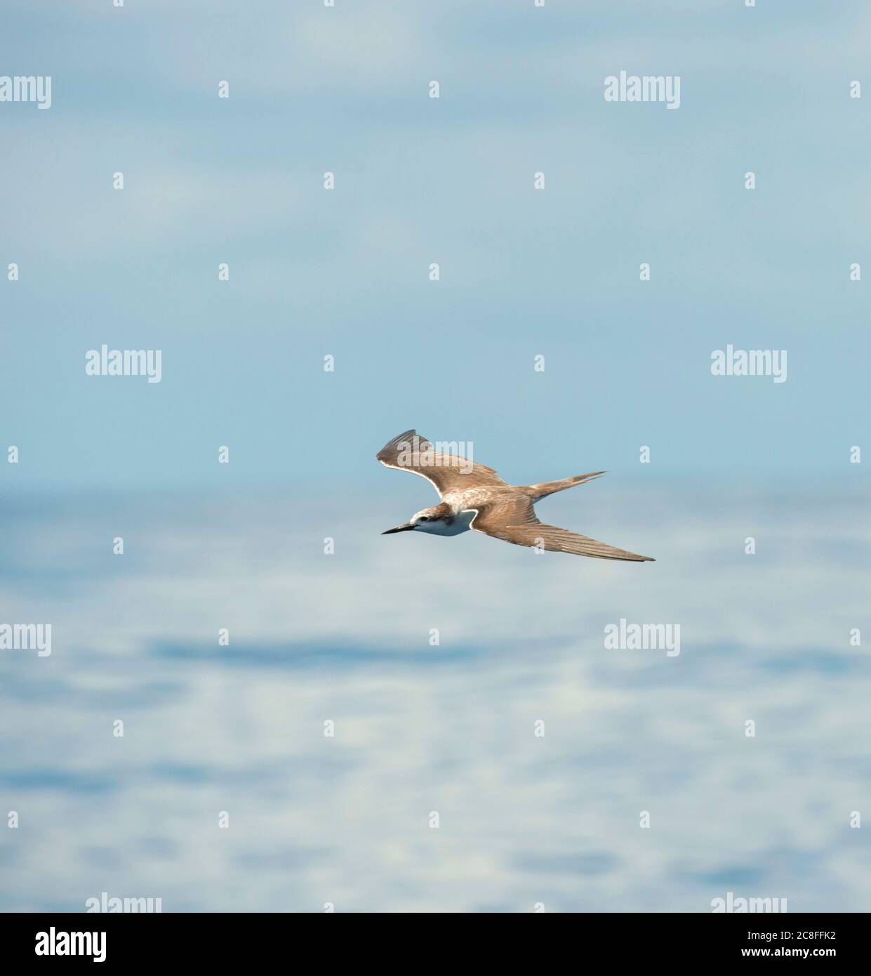Indian ocean wildlife hi-res stock photography and images - Alamy
