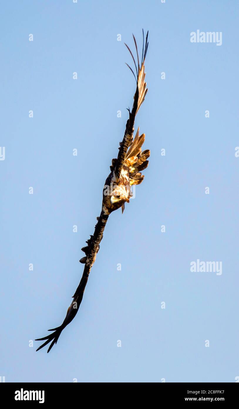 Subadult Eagle High Resolution Stock Photography and Images - Alamy