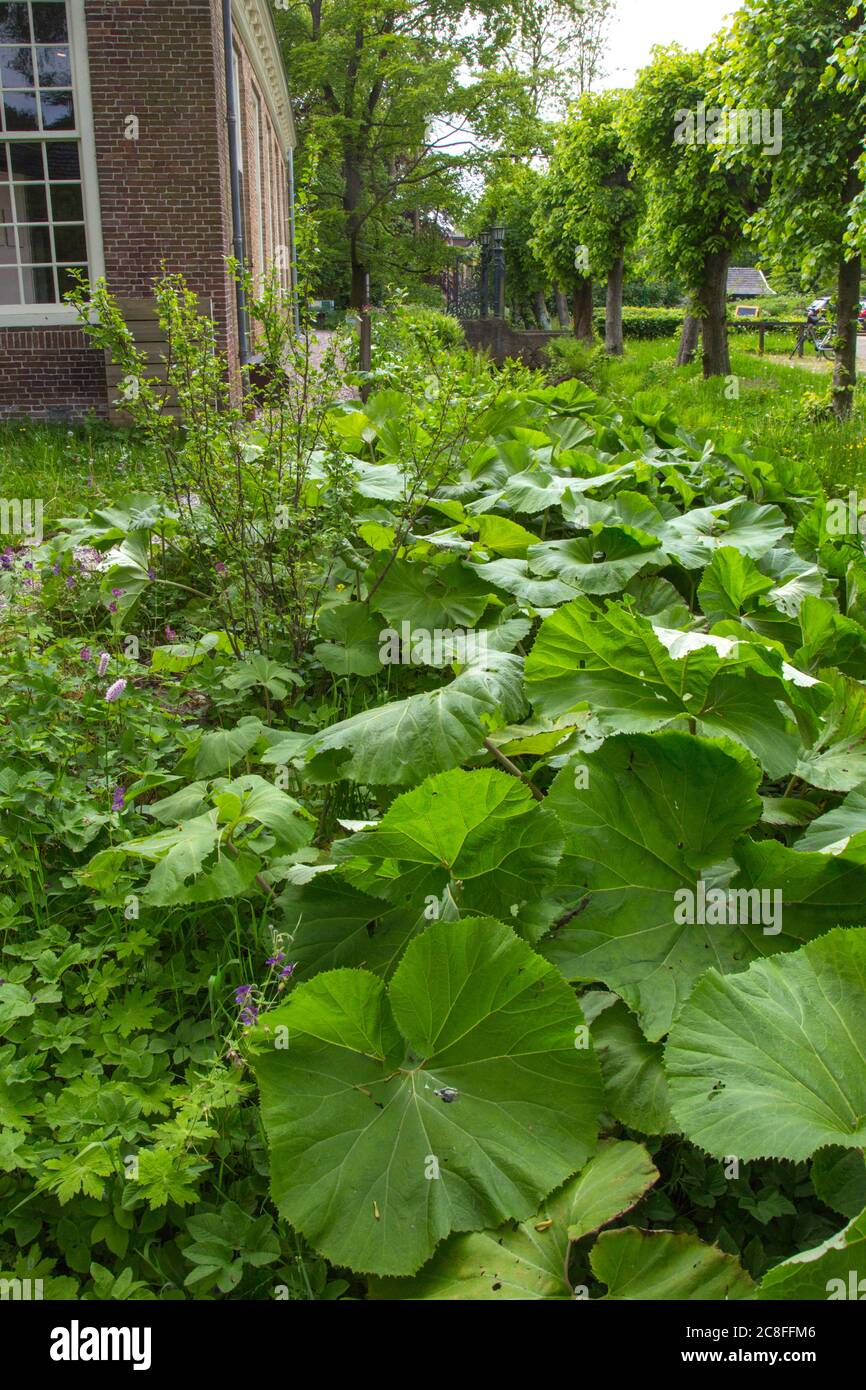 giant butterbur, Japanese Butter-bur (Petasites japonicus), leaves in a ...