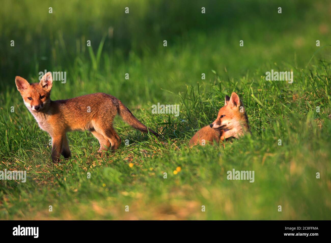red fox (Vulpes vulpes), two fox puppies in a meadow, Germany, Saxony ...