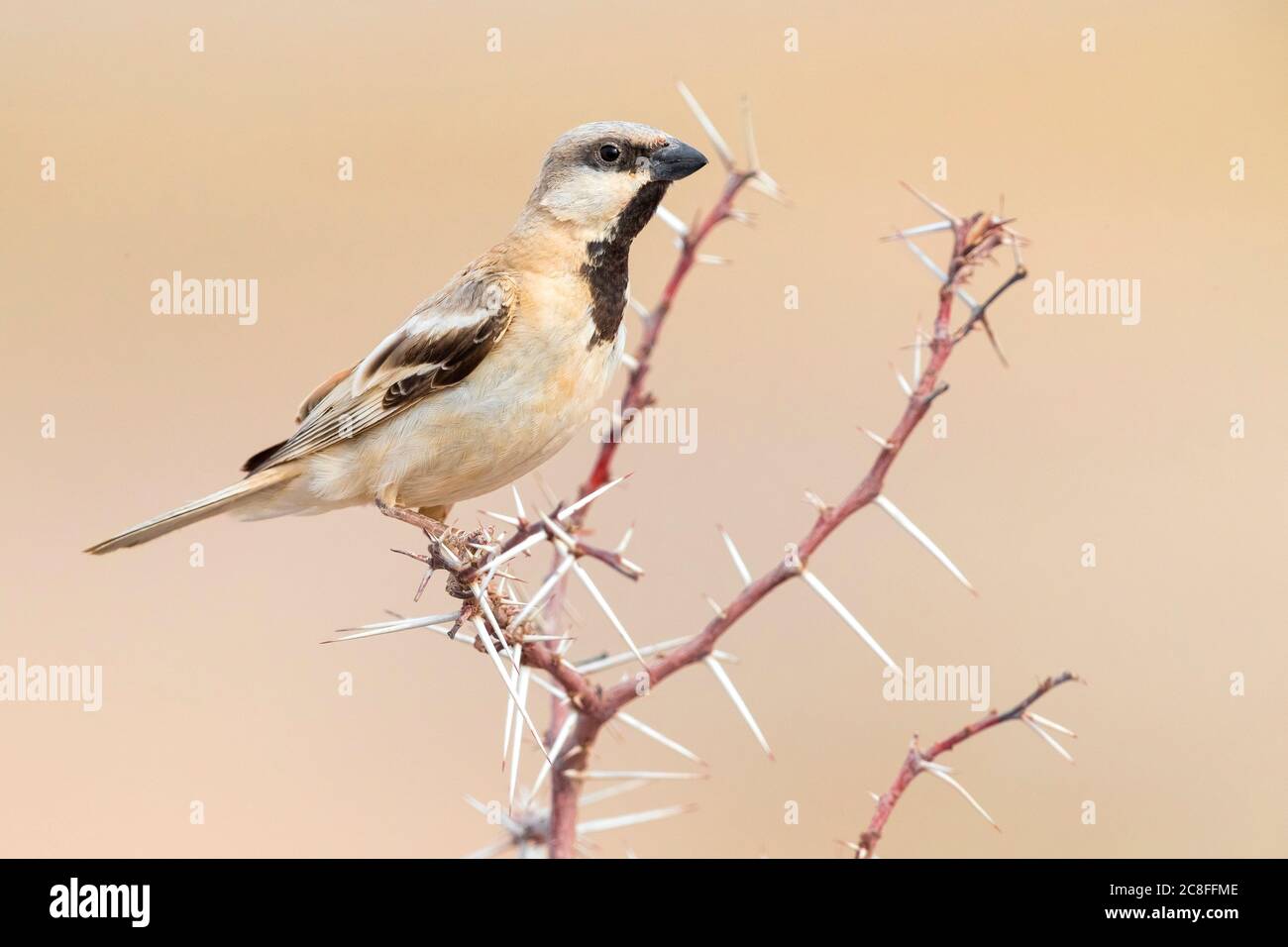 Sahara desert bird view hi-res stock photography and images - Alamy