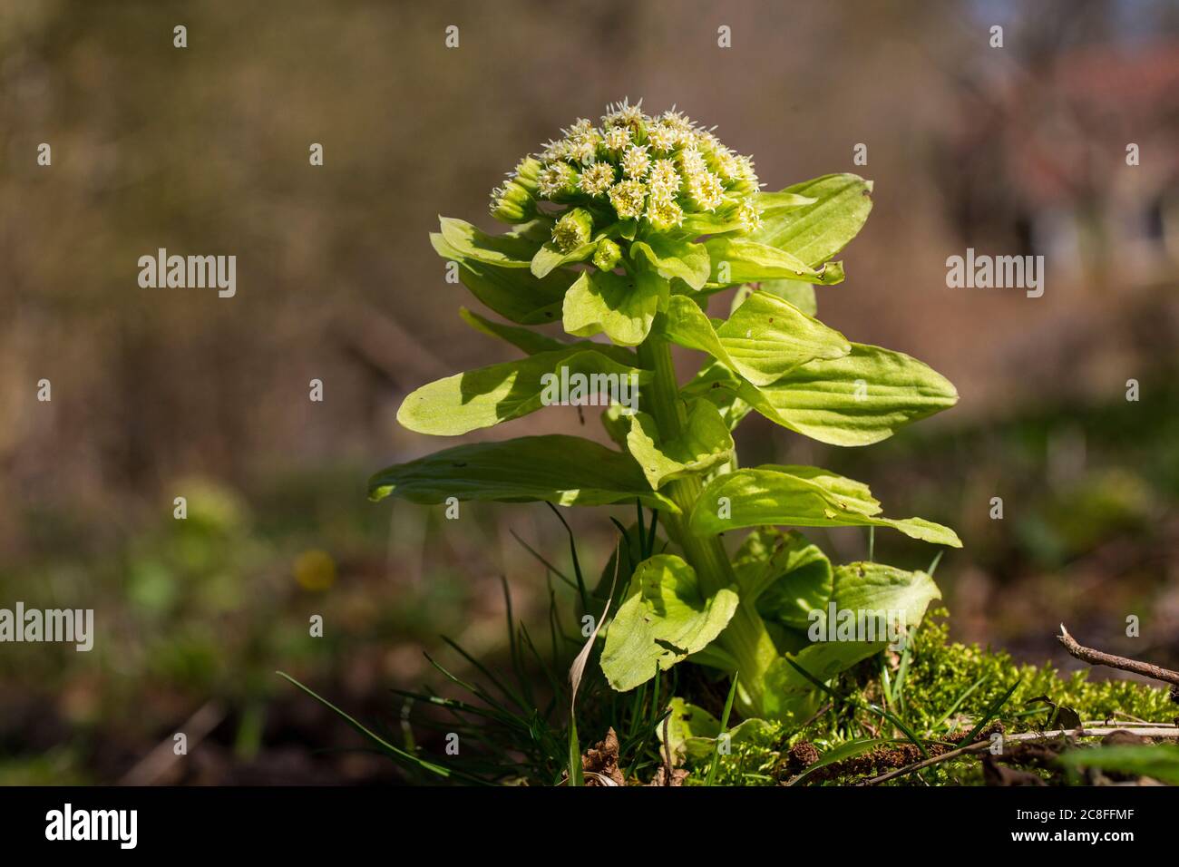 giant butterbur, Japanese Butter-bur (Petasites japonicus), blooming ...