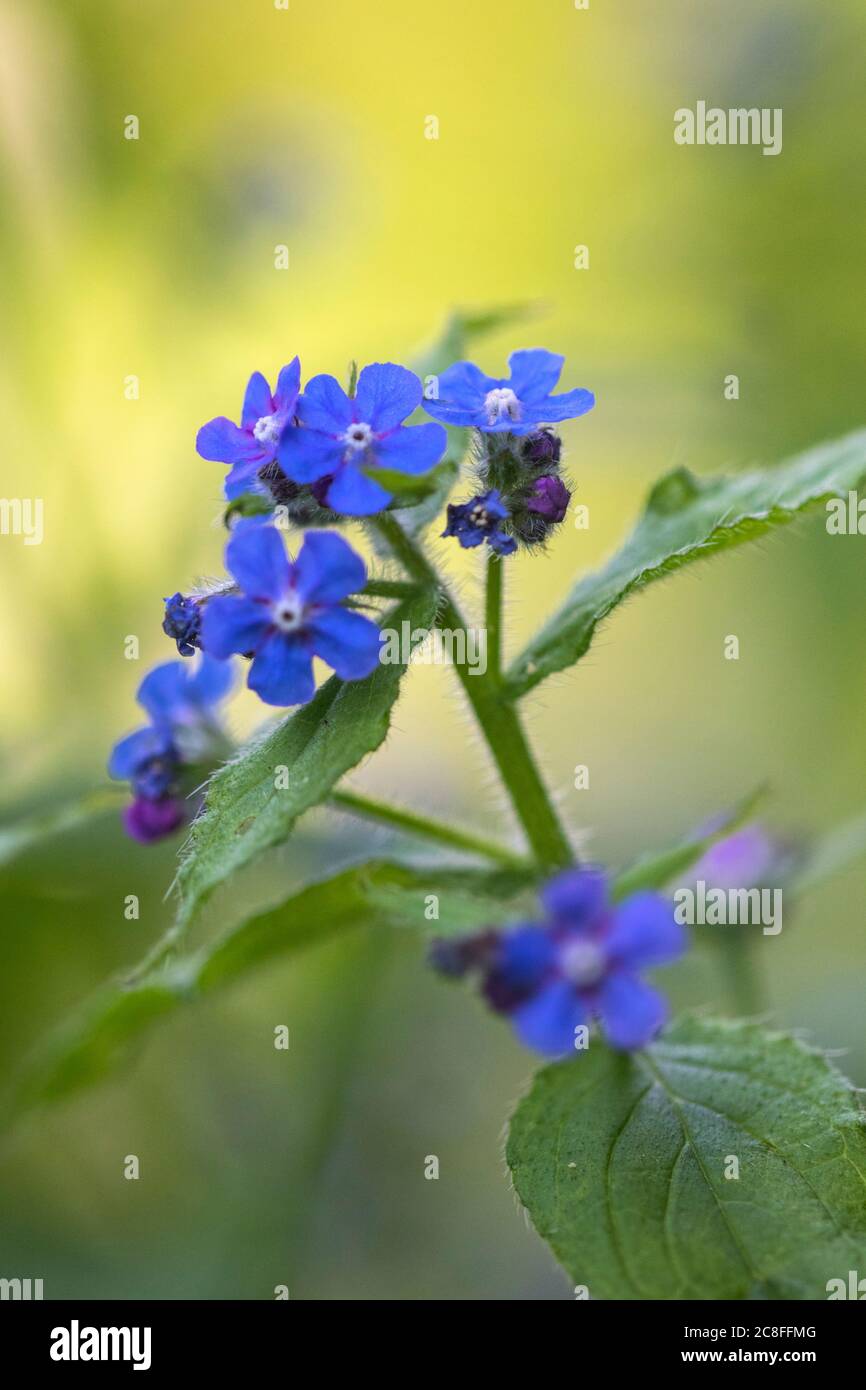 green alkanet, evergreen bugloss, alkanet (Pentaglottis sempervirens ...