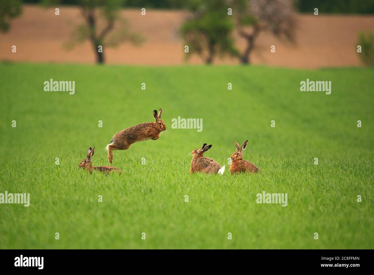 Hare farming grass group hi-res stock photography and images - Alamy