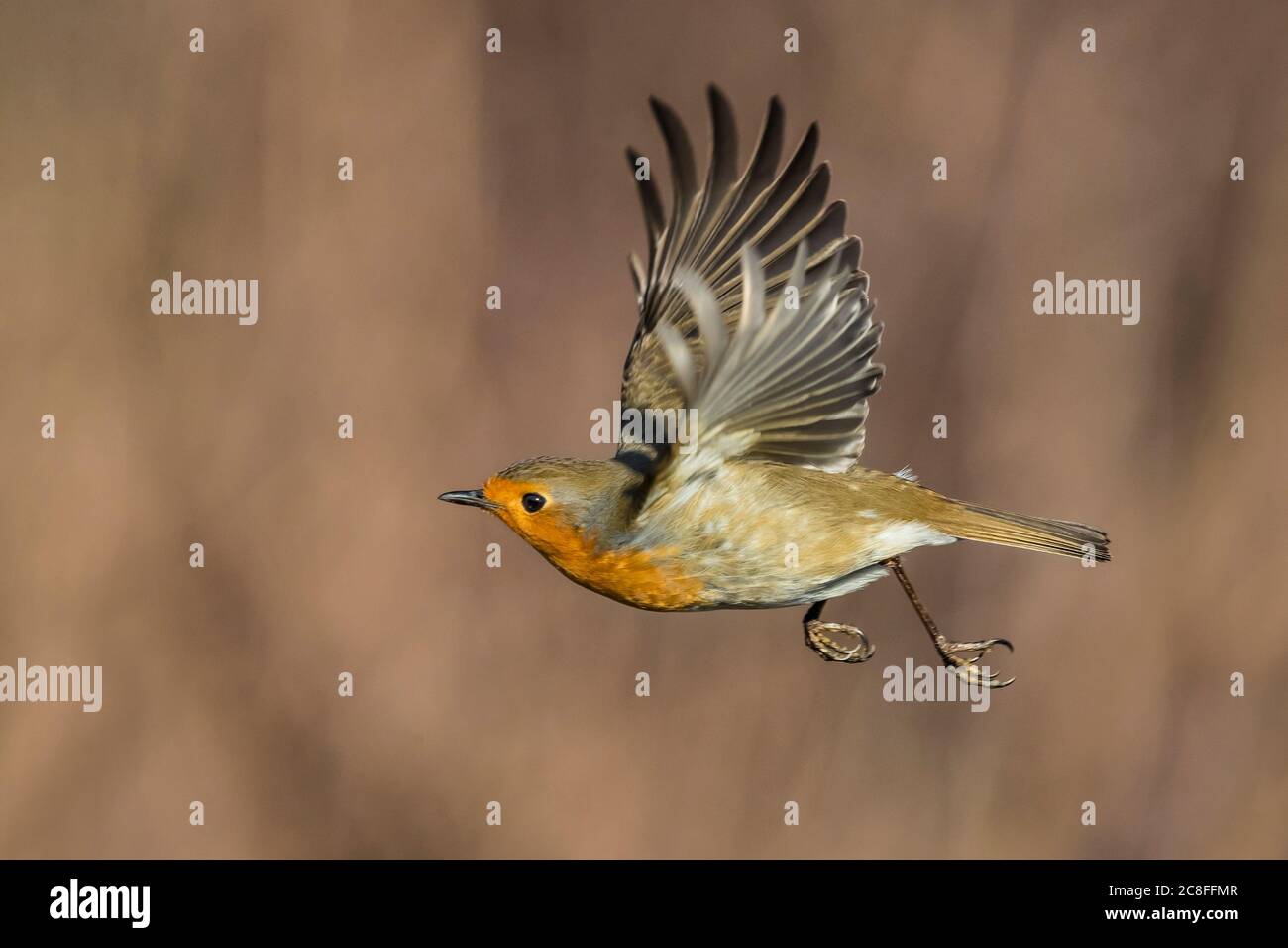 Robins In Flight High Resolution Stock Photography and Images - Alamy