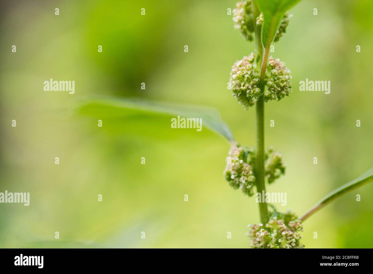 Pellitory of the wall, Erect Pellitory-of-the-wall (Parietaria ...