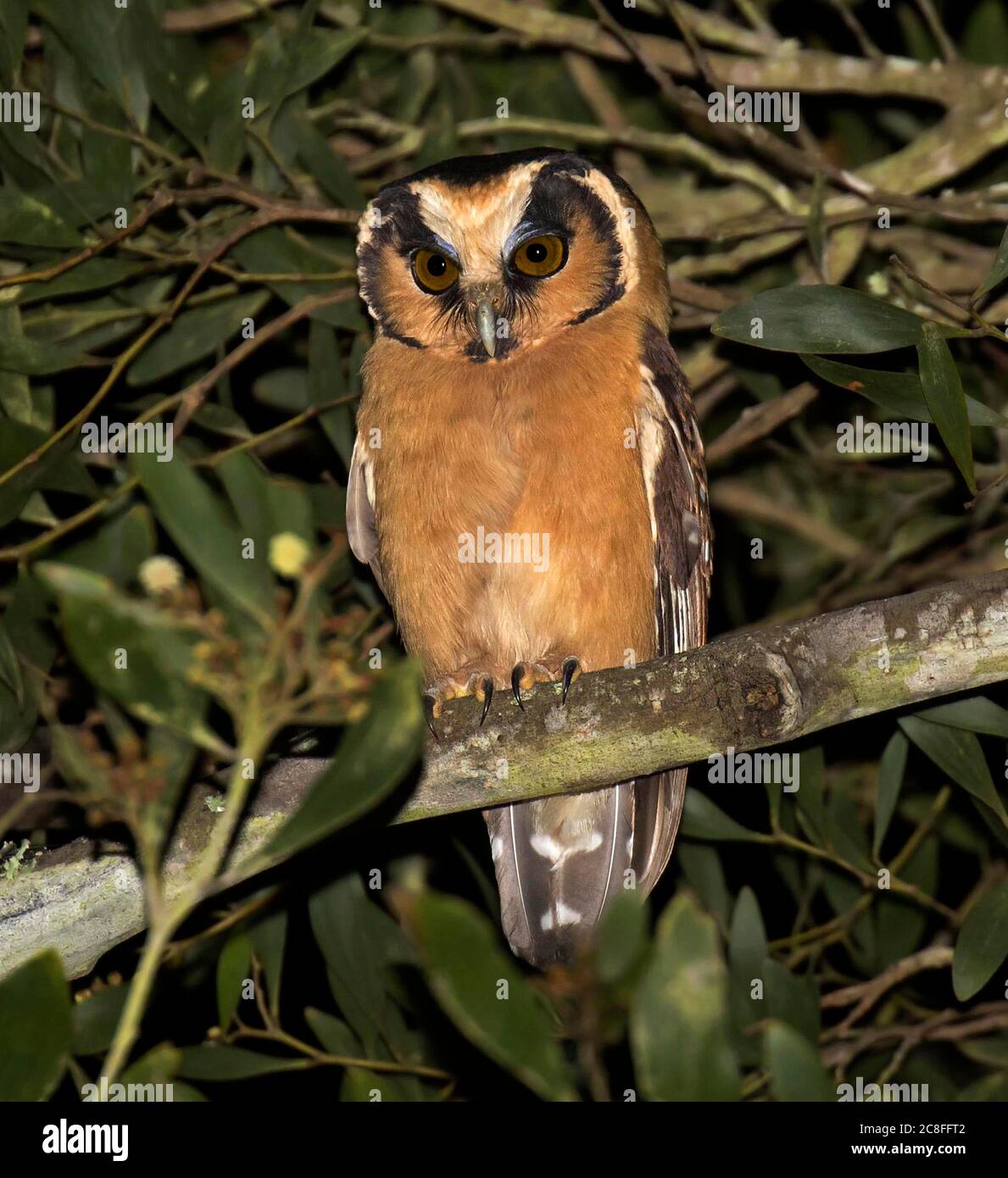 A rare tree hi-res stock photography and images - Alamy