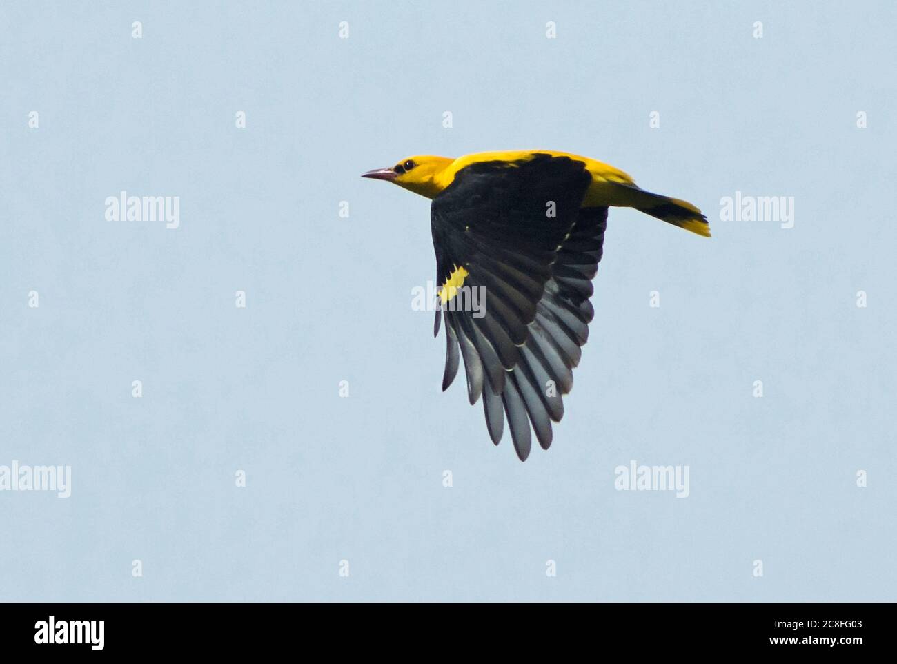 Oriole flying hi-res stock photography and images - Alamy