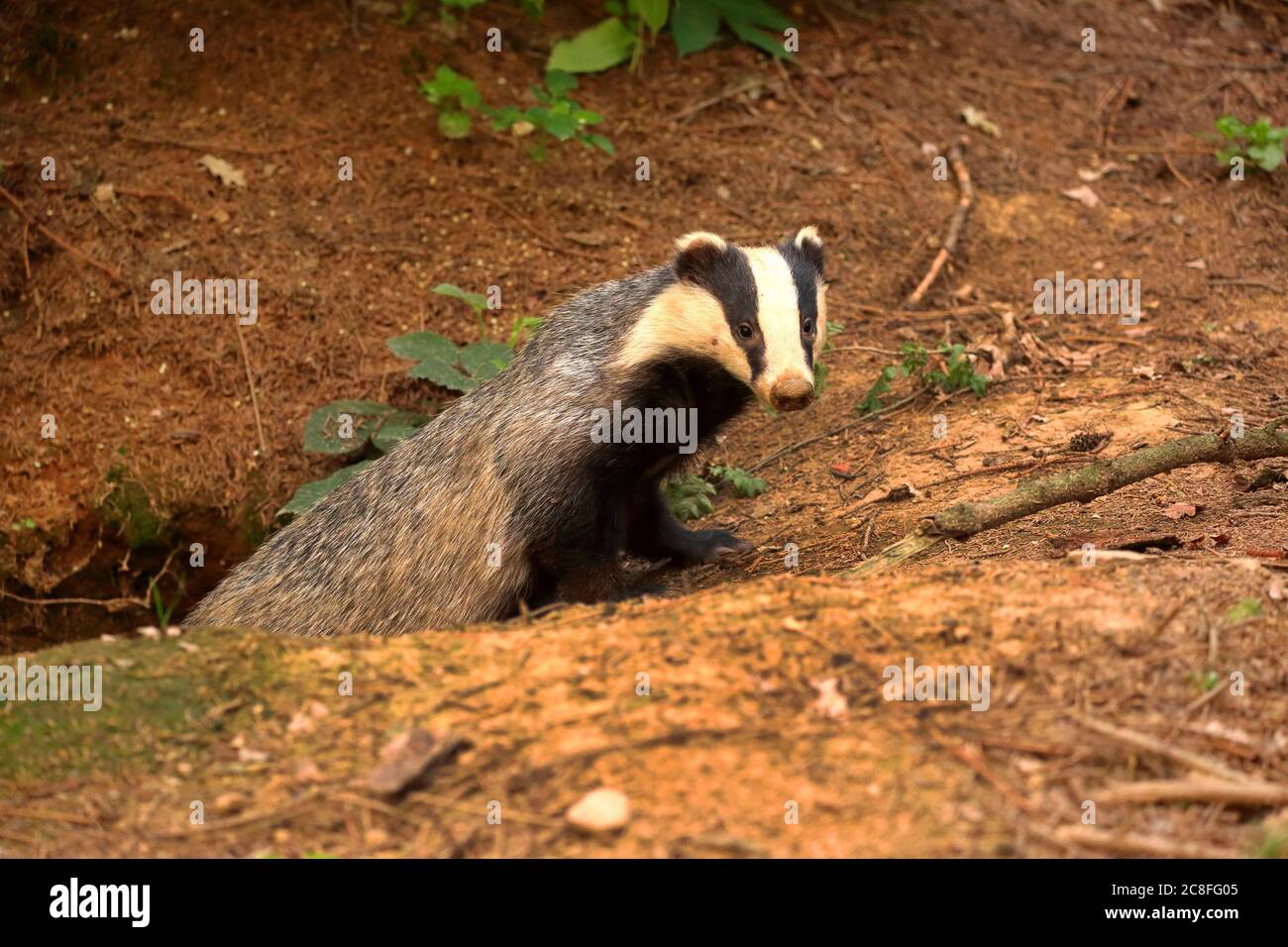 Old World badger, Eurasian badger (Meles meles), leaving its den in a ...