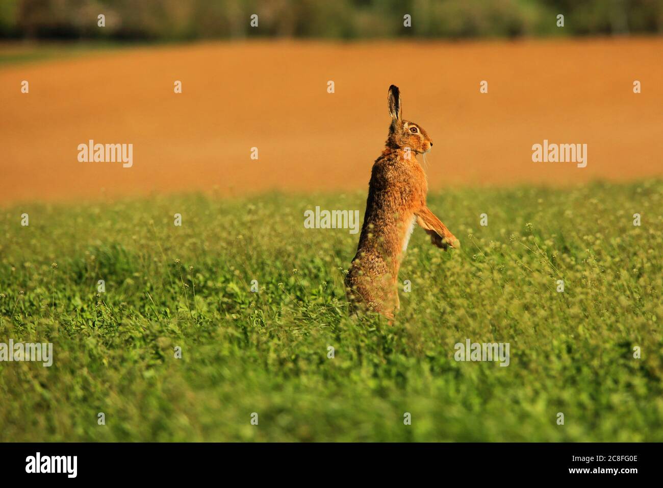 European hare, Brown hare (Lepus europaeus), standing erect on its hind ...