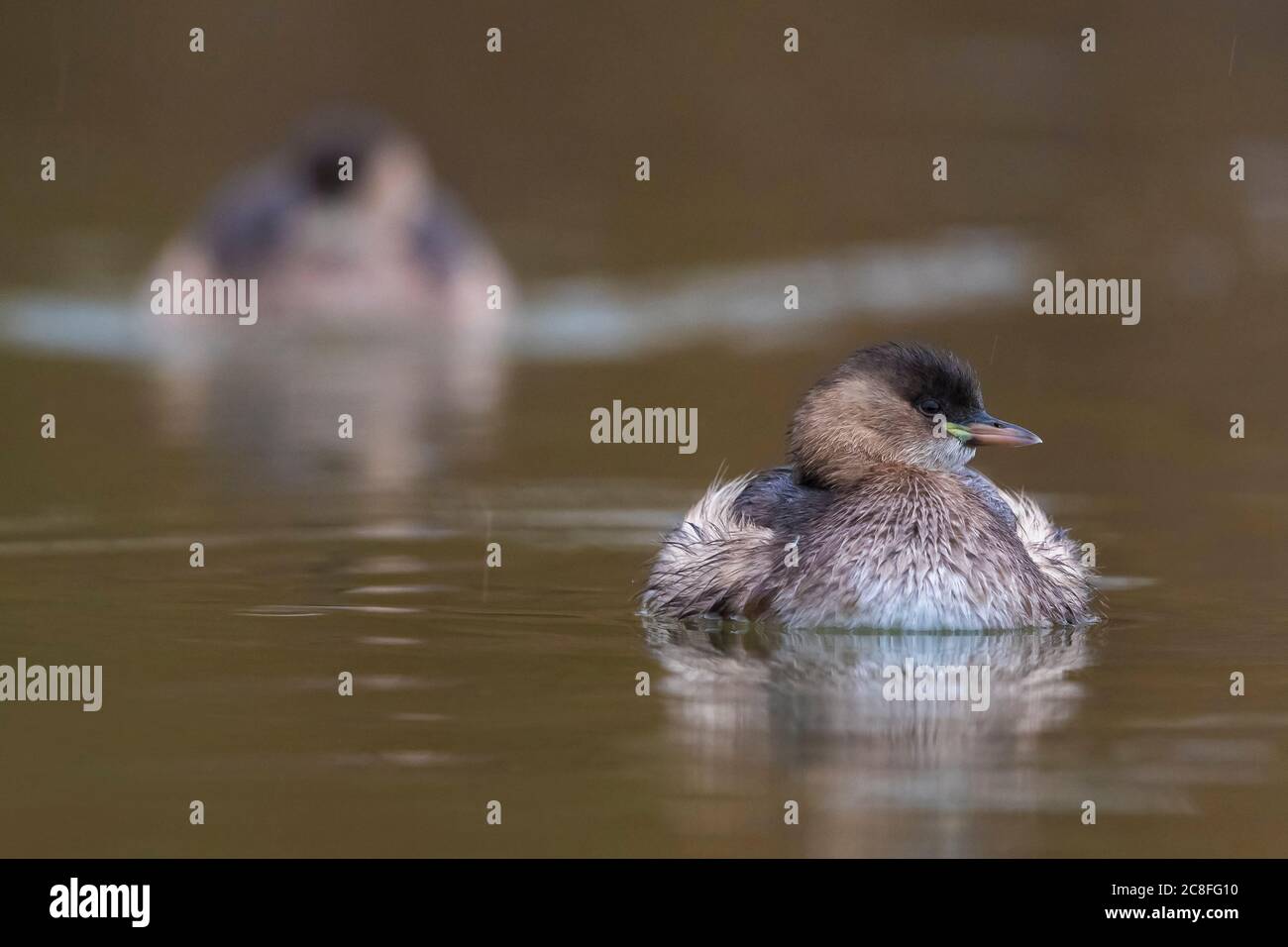 little grebe (Podiceps ruficollis, Tachybaptus ruficollis), swimming ...
