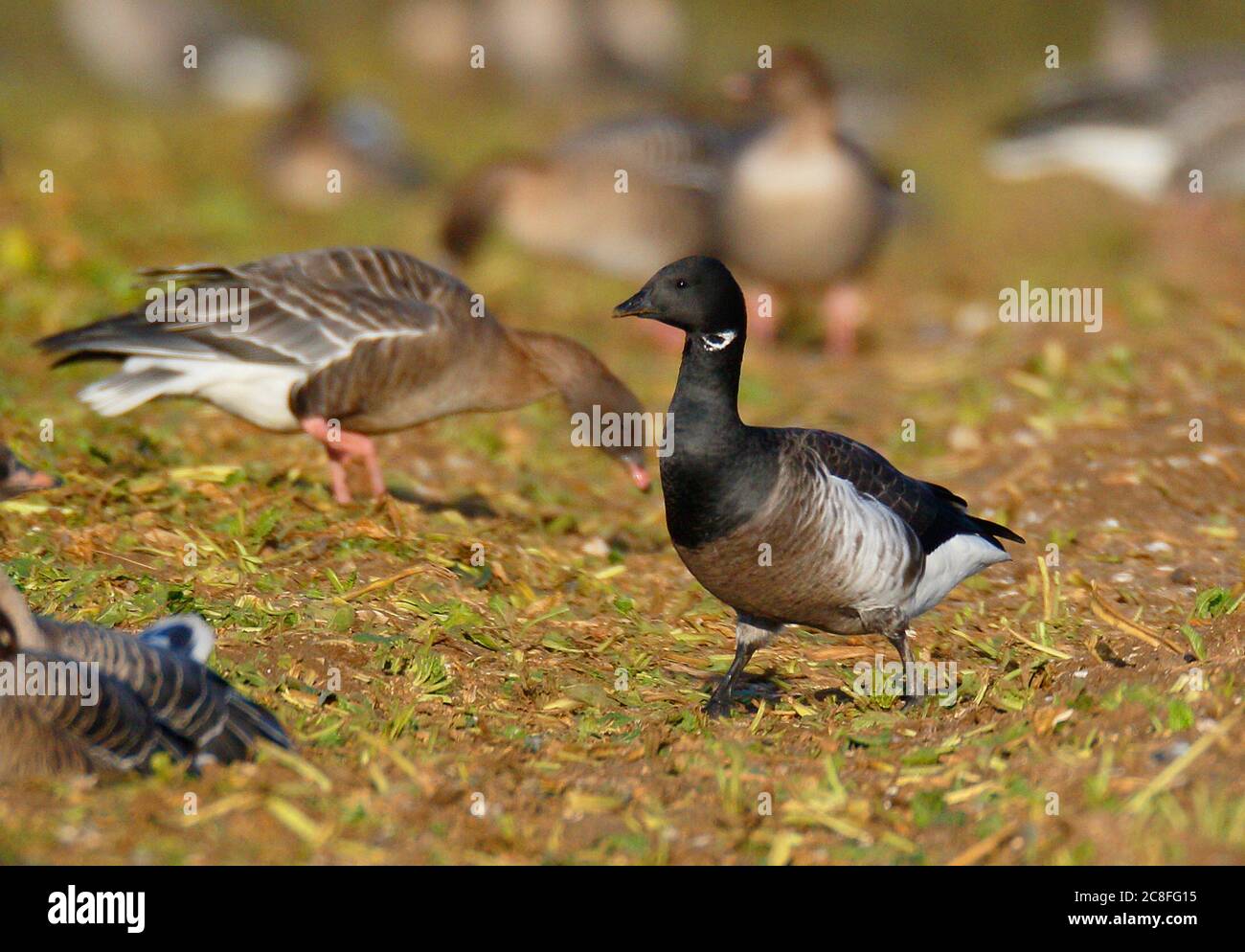 Grey-bellied brant (Branta bernicla subsp.), Wintering Grey-bellied ...