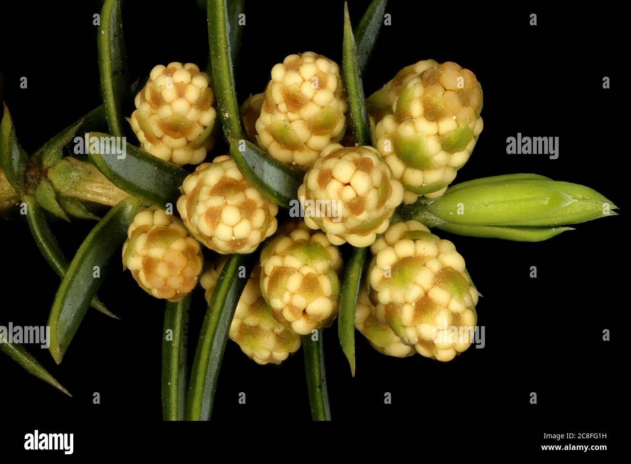 Pollen cones hi-res stock photography and images - Alamy
