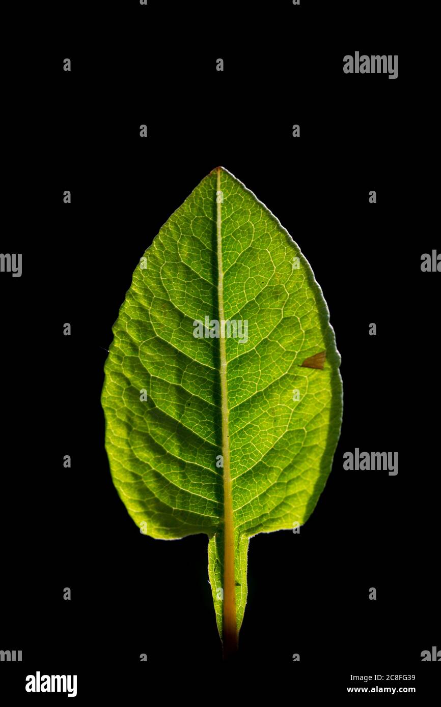 Common bistort, Meadow bistort (Polygonum bistorta, Bistorta ...