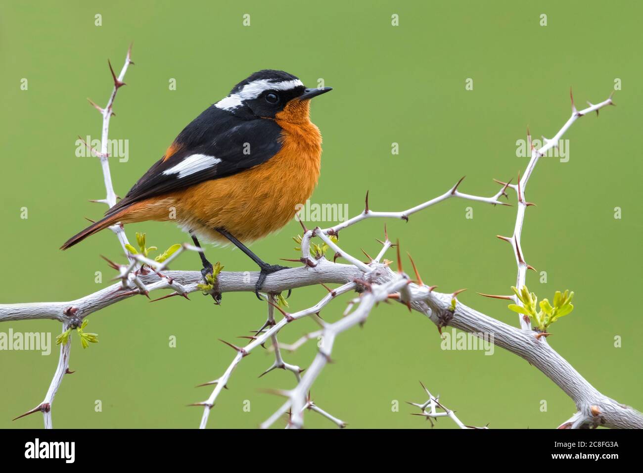 moussier's redstart (Phoenicurus moussieri), male perching on a spiny ...