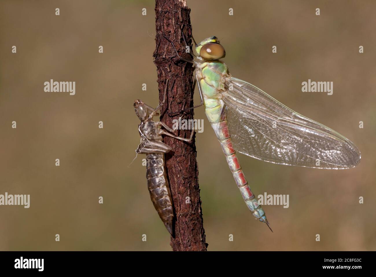 Teneral emperor dragonfly hi-res stock photography and images - Alamy