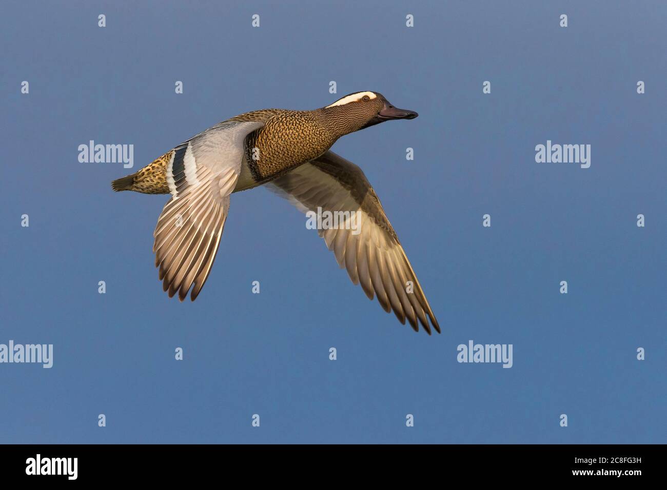 garganey (Anas querquedula), flying male, Italy, Stagno dei Cavalieri ...