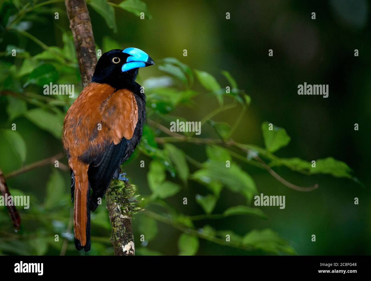 helmet bird (Euryceros prevostii), Adult male perched on a branch ...