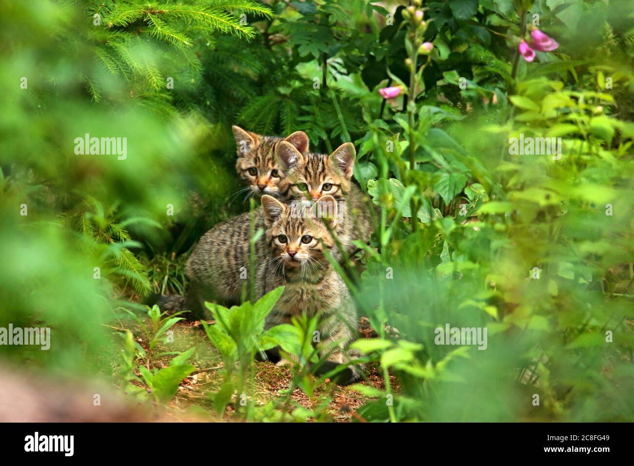 Kitties hi-res stock photography and images - Alamy