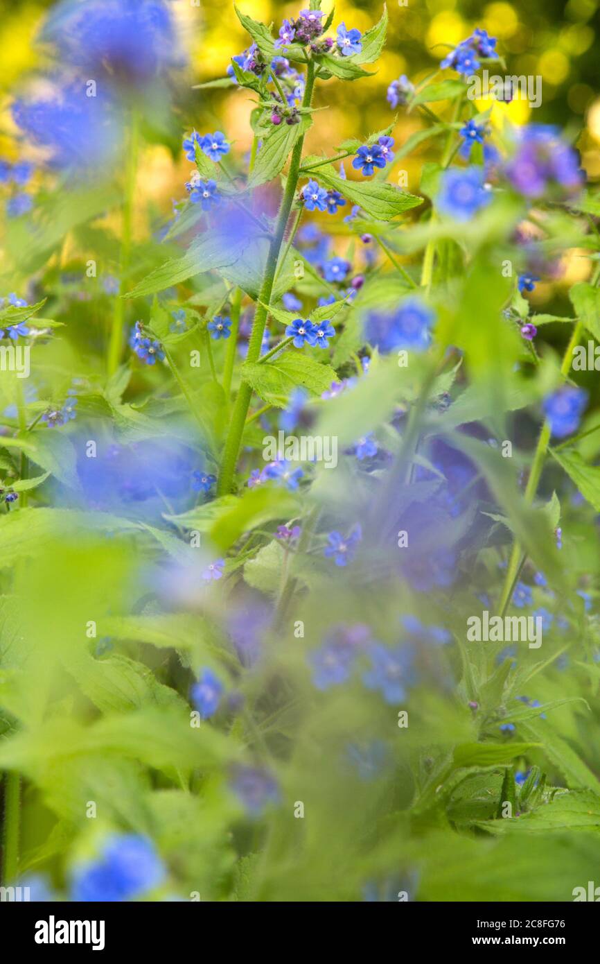 green alkanet, evergreen bugloss, alkanet (Pentaglottis sempervirens ...