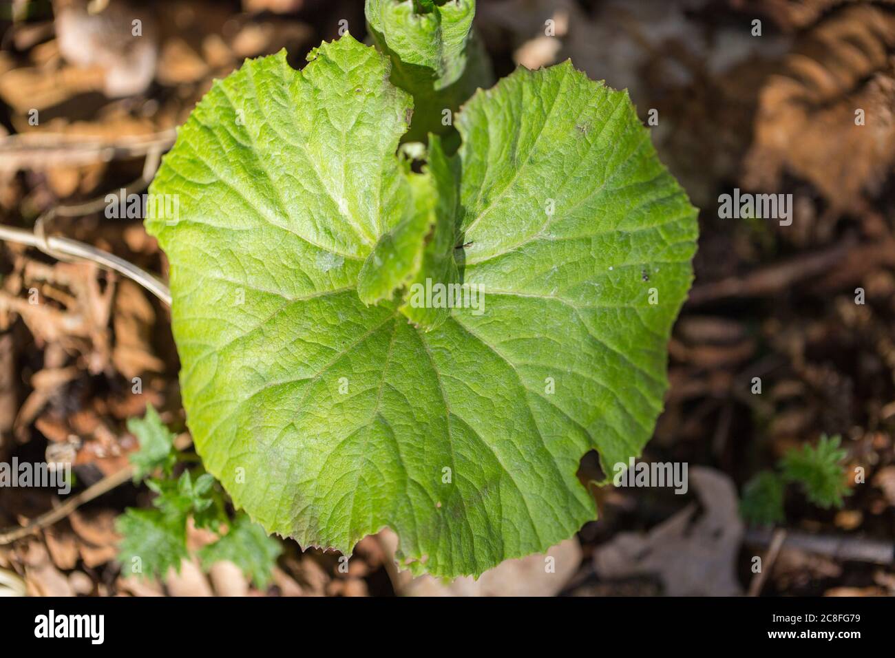 giant butterbur, Japanese Butter-bur (Petasites japonicus), leaf ...