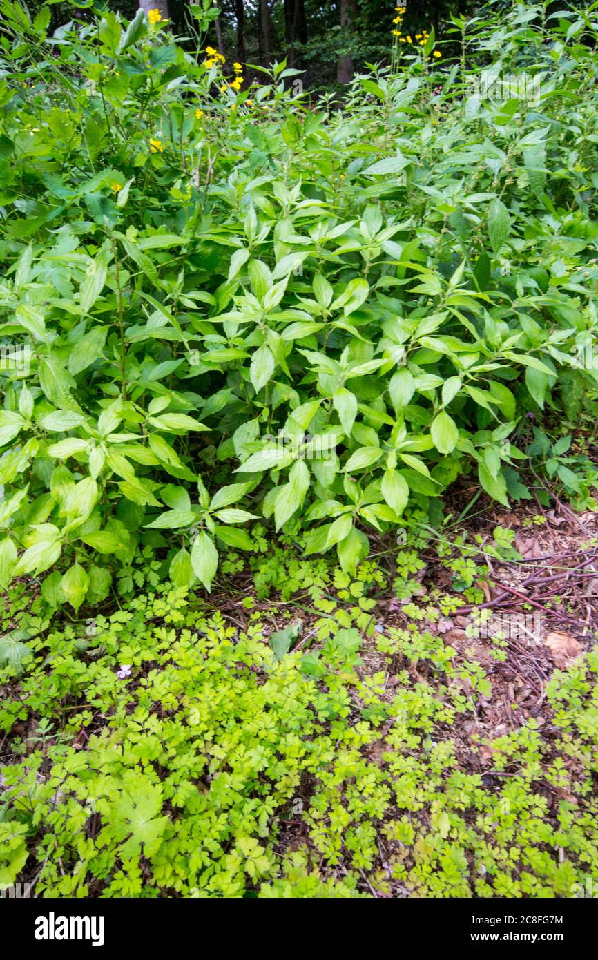Pellitory of the wall, Erect Pellitory-of-the-wall (Parietaria ...