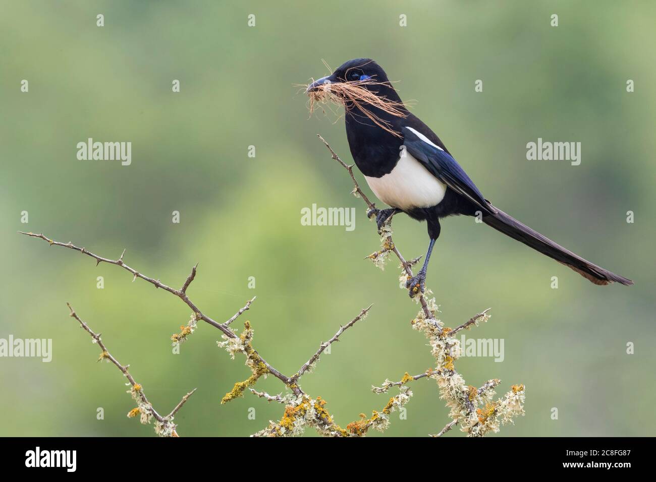 Magpie nesting material hi-res stock photography and images - Alamy