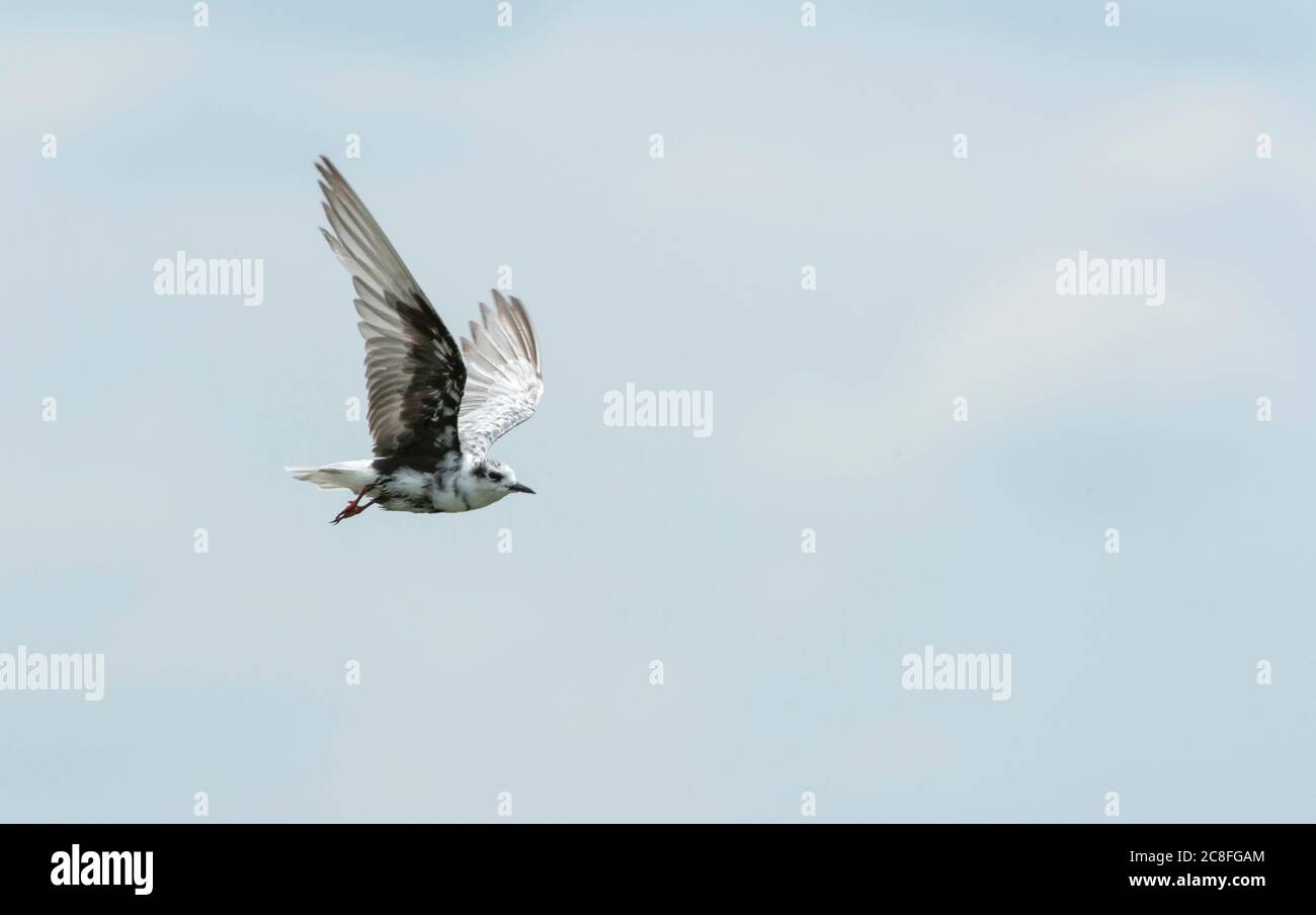 white-winged black tern (Chlidonias leucopterus), second calendar year ...