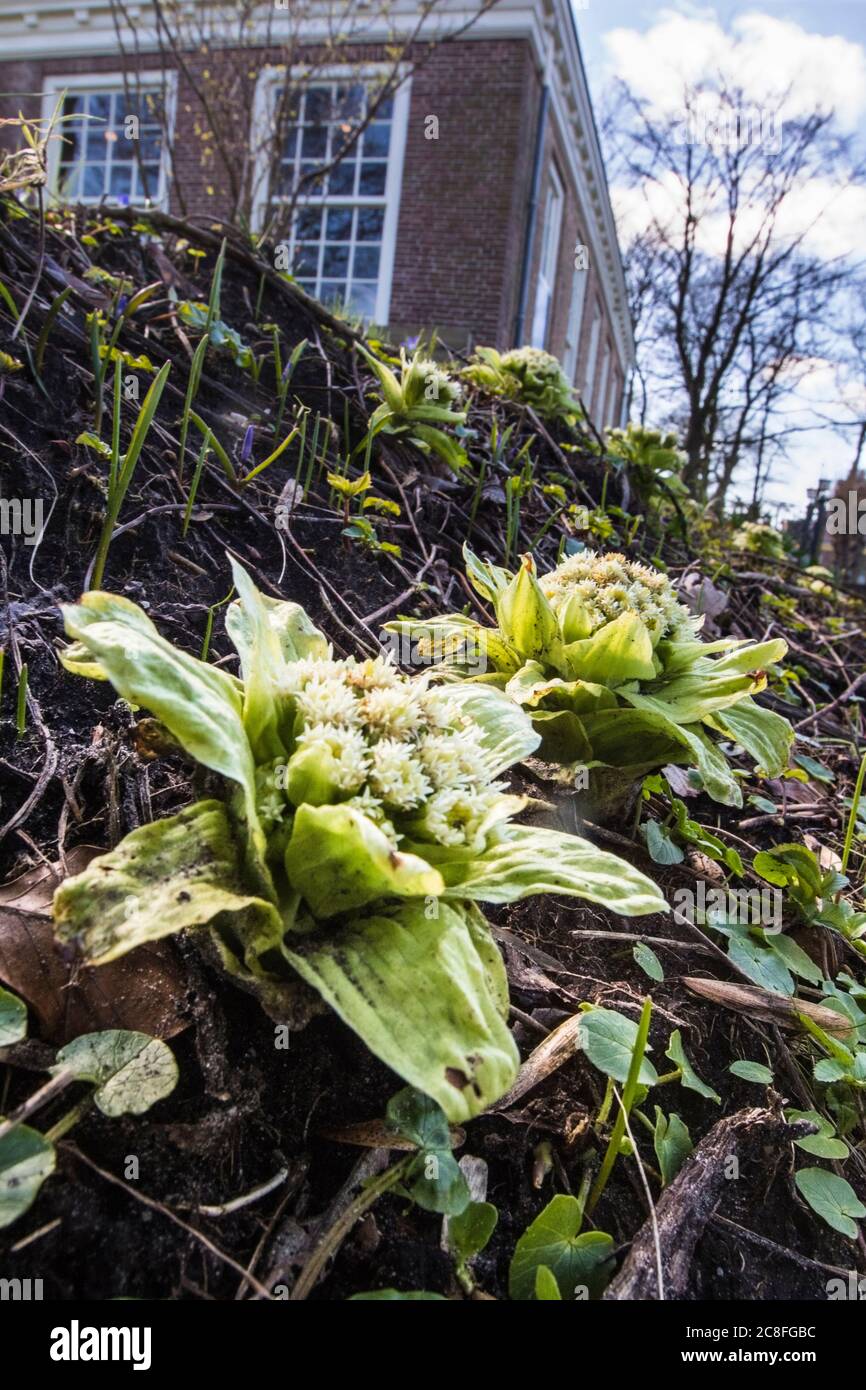 giant butterbur, Japanese Butter-bur (Petasites japonicus), blooming in ...