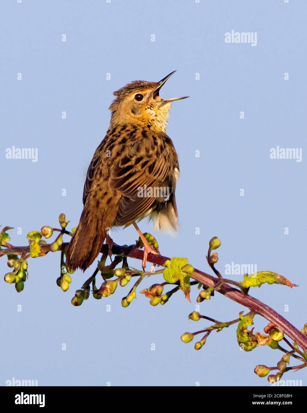 grasshopper warbler (Locustella naevia), singing male seen on the back ...