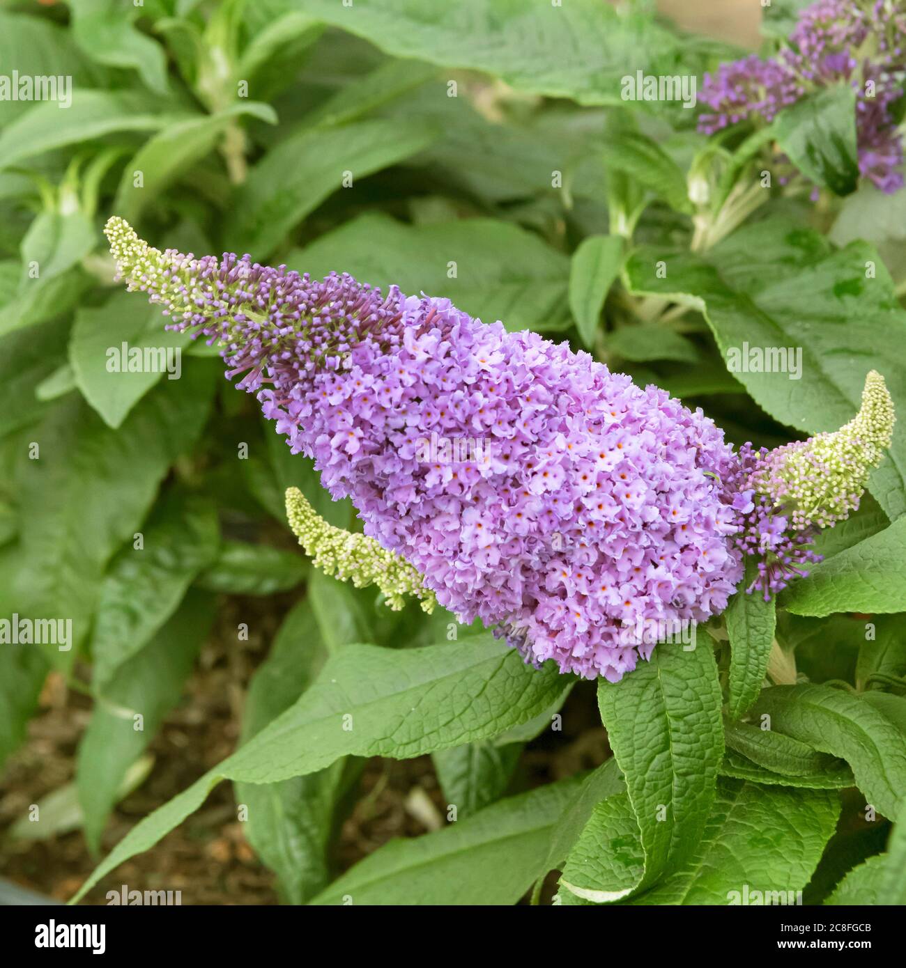 Butterfly bush, Violet butterfly bush, Summer lilac, Butterfly-bush ...