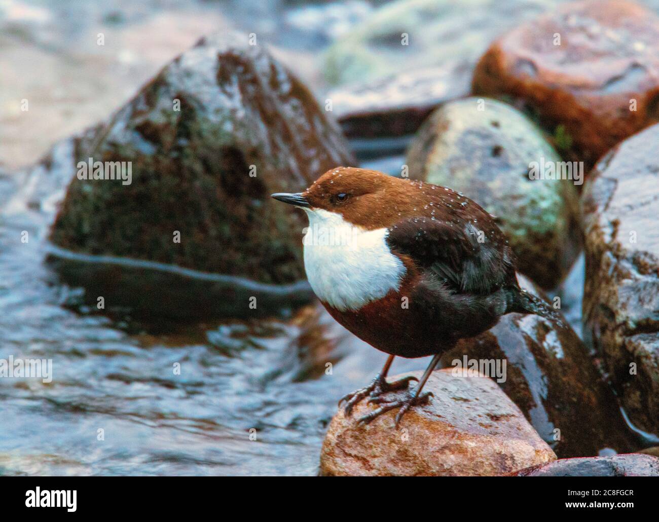 Irish White-throated Dipper (Cinclus cinclus hibernicus), standing on a ...