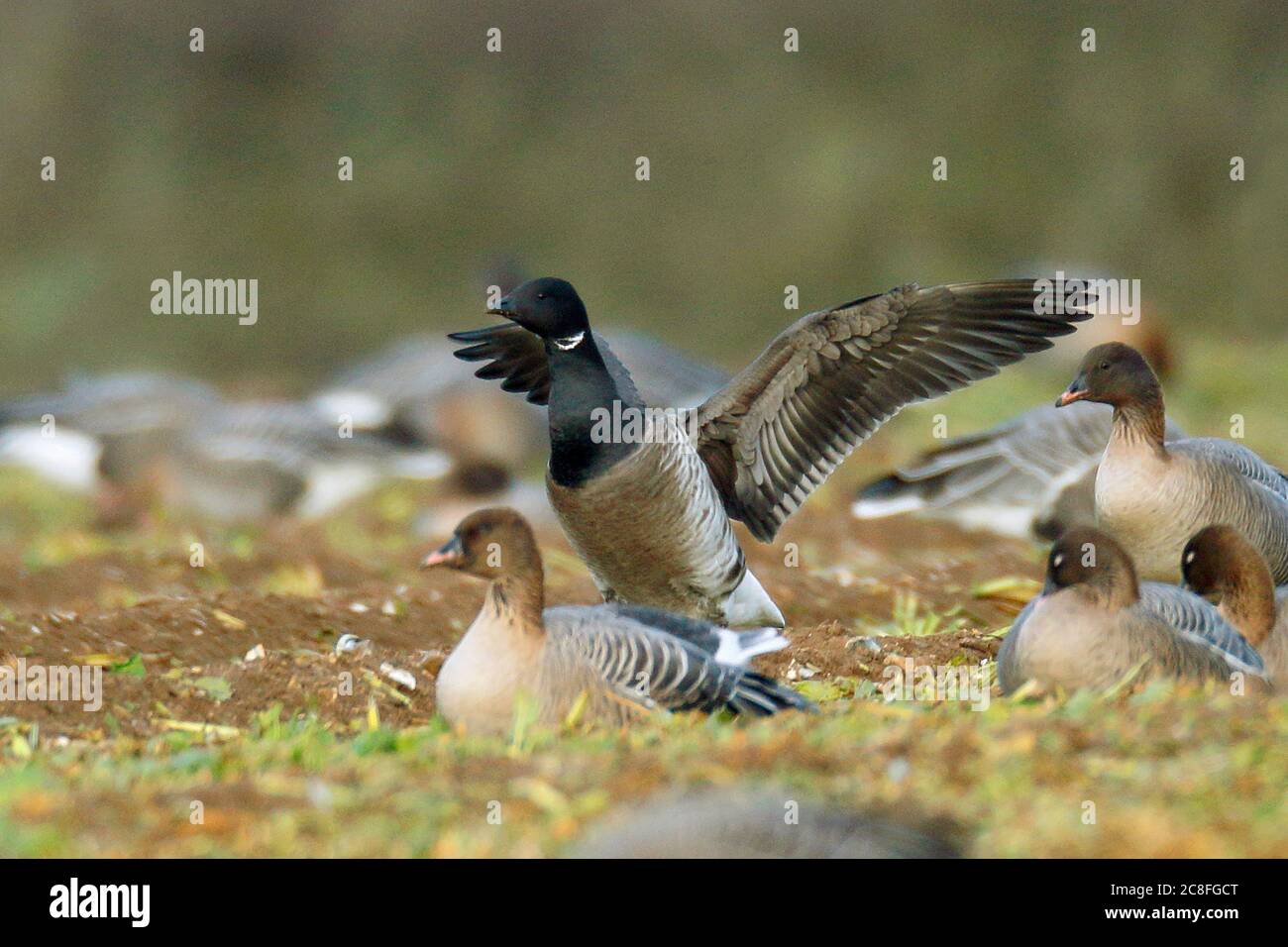 Grey-bellied brant (Branta bernicla subsp.), Wintering Grey-bellied ...