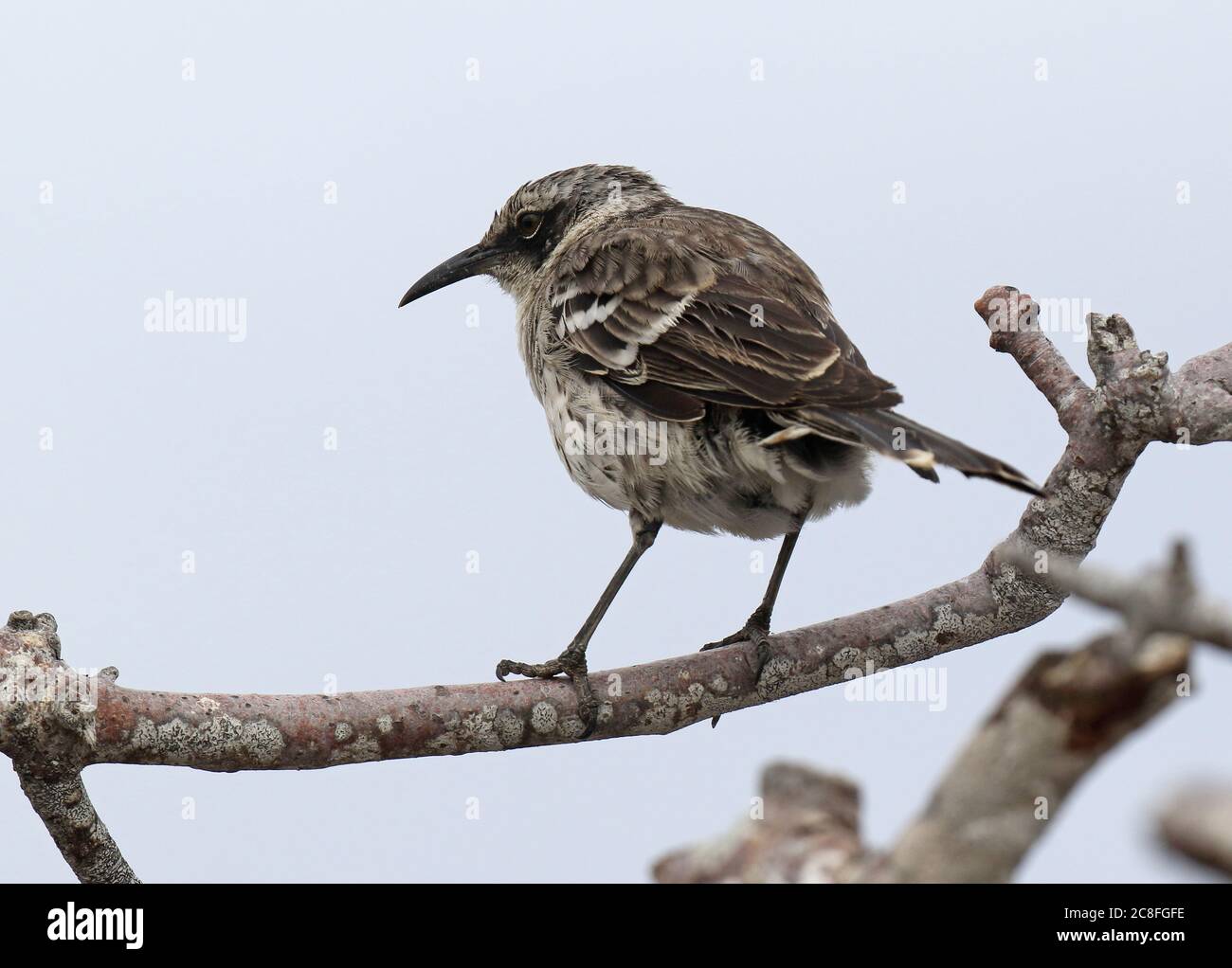Galapagos mockingbird (Mimus parvulus, Nesomimus parvulus), perched in ...