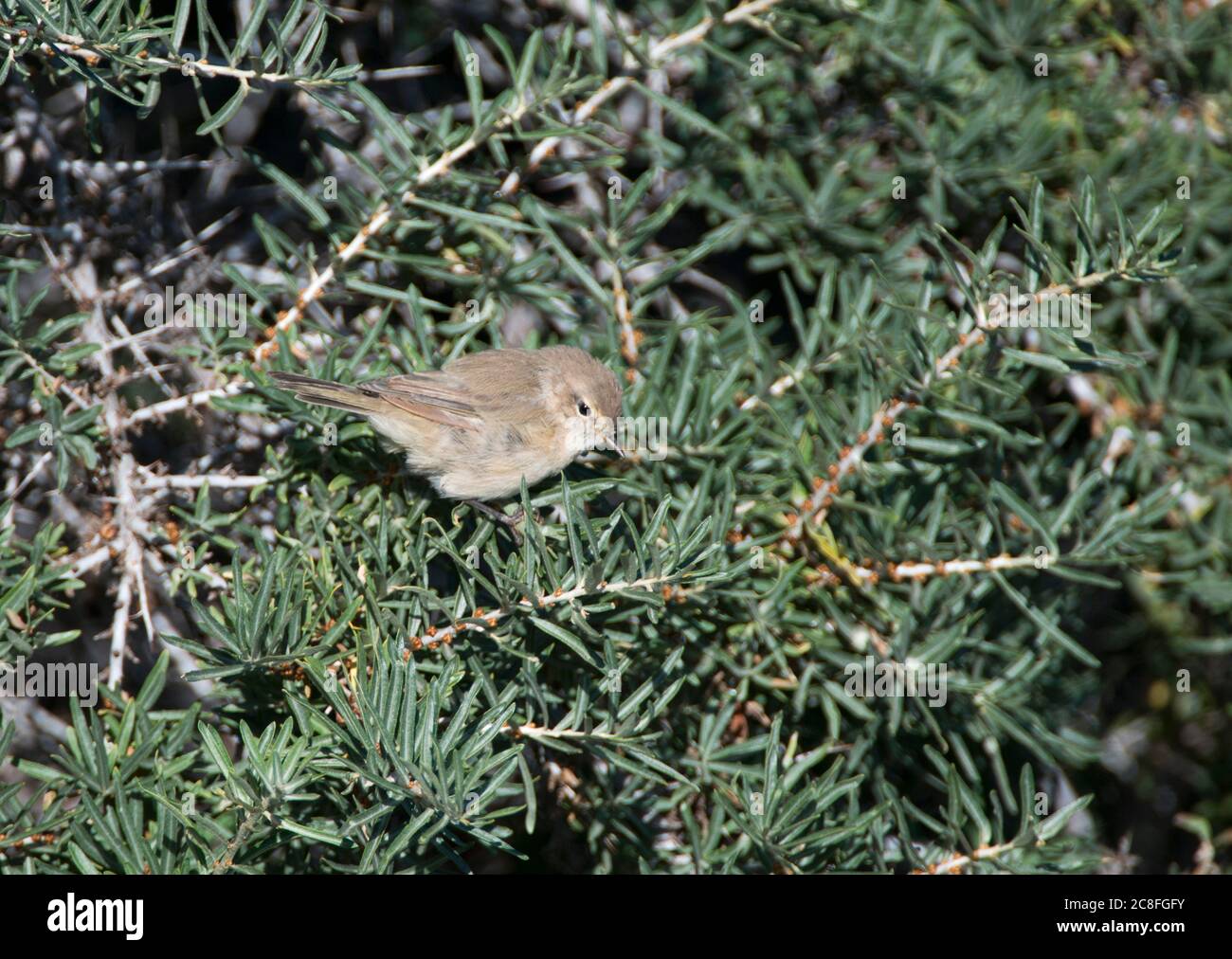 eastern chiff-chaff, Mountain Chiffchaff (Phylloscopus sindianus ...