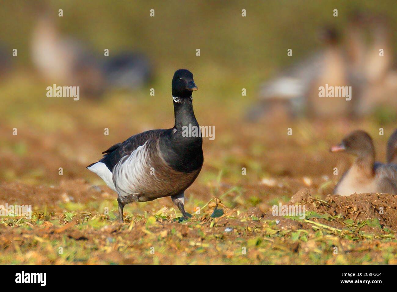 Identified hi-res stock photography and images - Alamy