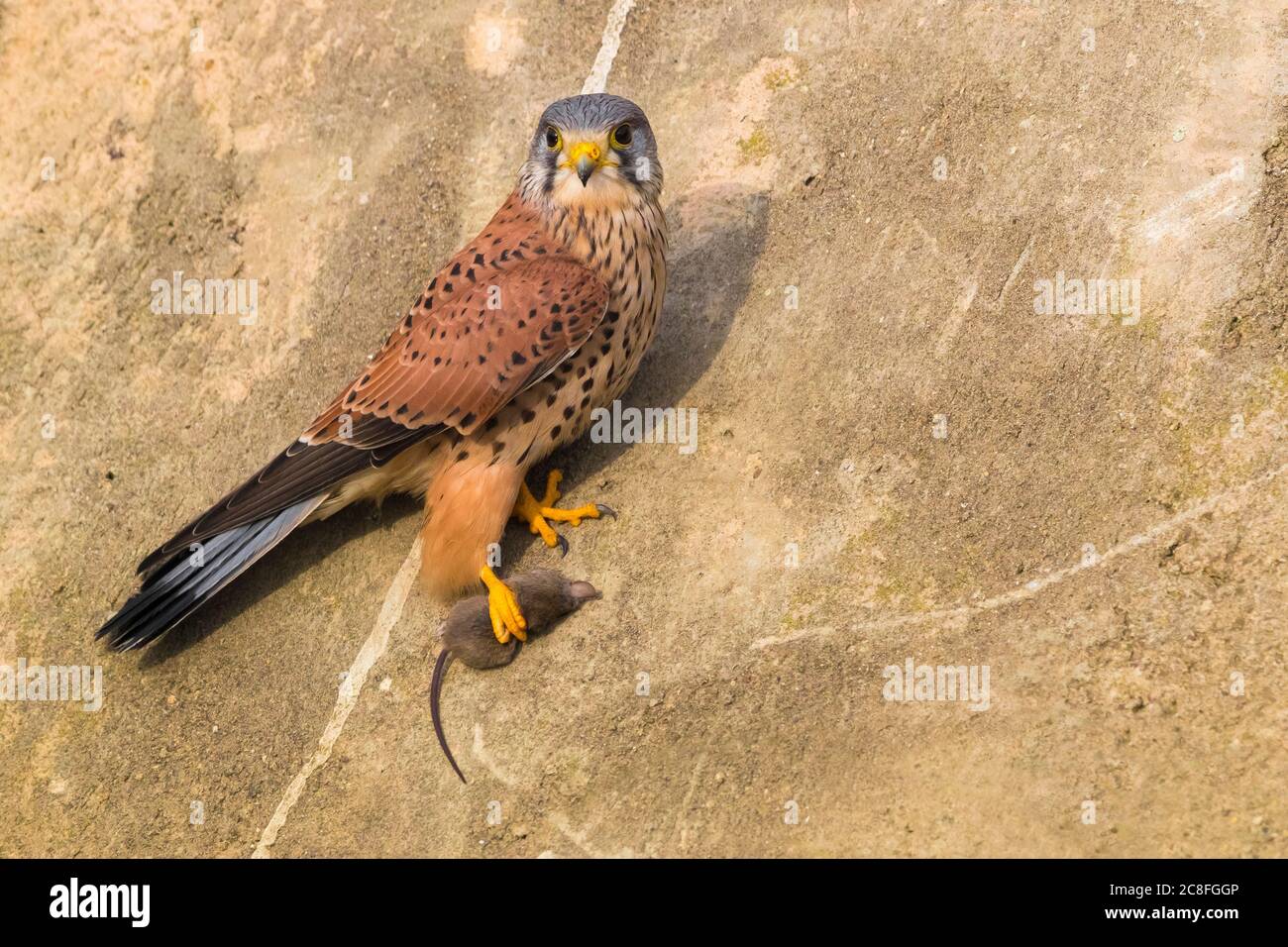 European Kestrel, Eurasian Kestrel, Old World Kestrel, Common Kestrel ...