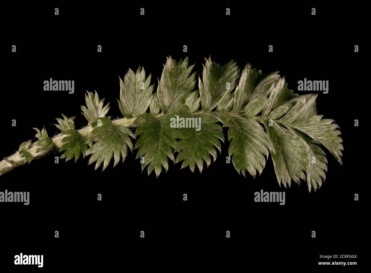 Silverweed botanical illustration hi-res stock photography and images ...